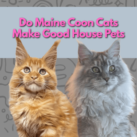 Do Maine Coon Cats Make Good House Pets? | My Experience