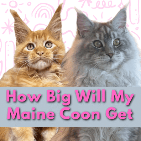 Maine Coon Size Chart & Calculator | How Big Do Maine Coons Get?
