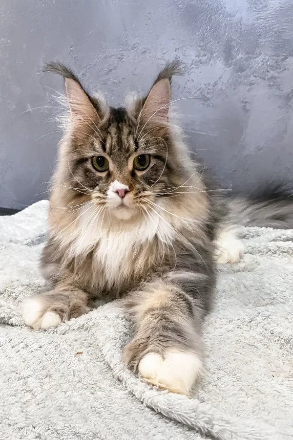 Adopt Maine Coon Rescue in Kansas | Maine Coon Adoption Available