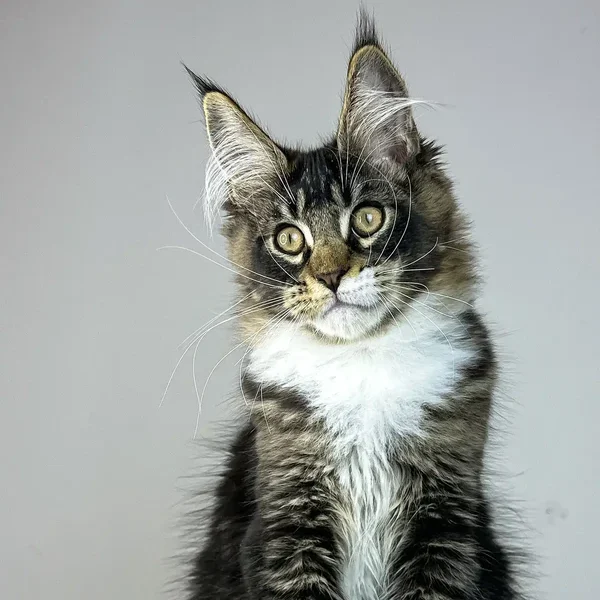Adopt Maine Coon Rescue in Twin Falls, ID | Maine Coon Adoption Available