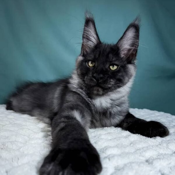 Maine Coon Bleu Smoke
