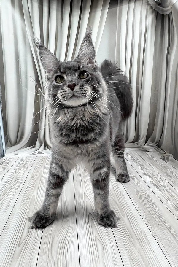 Grain | Male Blue Ticked Tabby Maine Coon Kitten For Sale | 7 Months Old