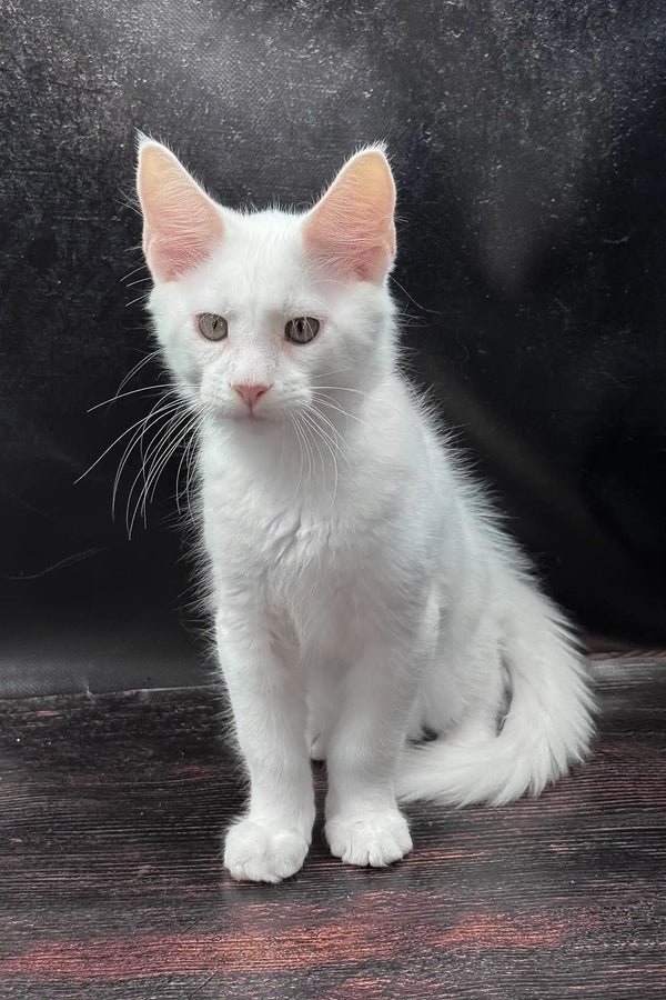 Tonga | Male White Maine Coon Kitten For Sale | 3 Months Old