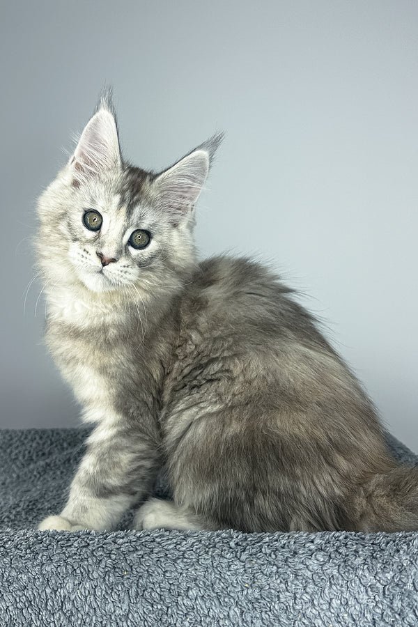 Iliya | Female Black Tortoise Silver Ticked Tabby Maine Coon Kitten For ...